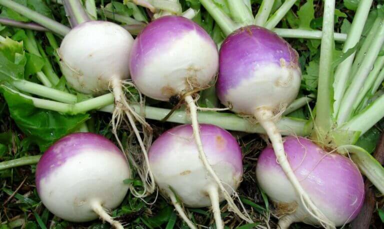 Astuces pour faire pousser des navets