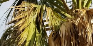 Feuilles jaunes du palmier, les causes et comment y remédier