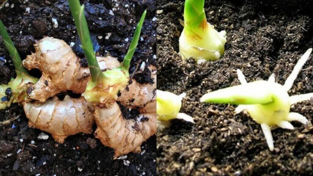 Comment faire pousser du Gingembre dans son jardin : Guide complet pour une culture bio réussie