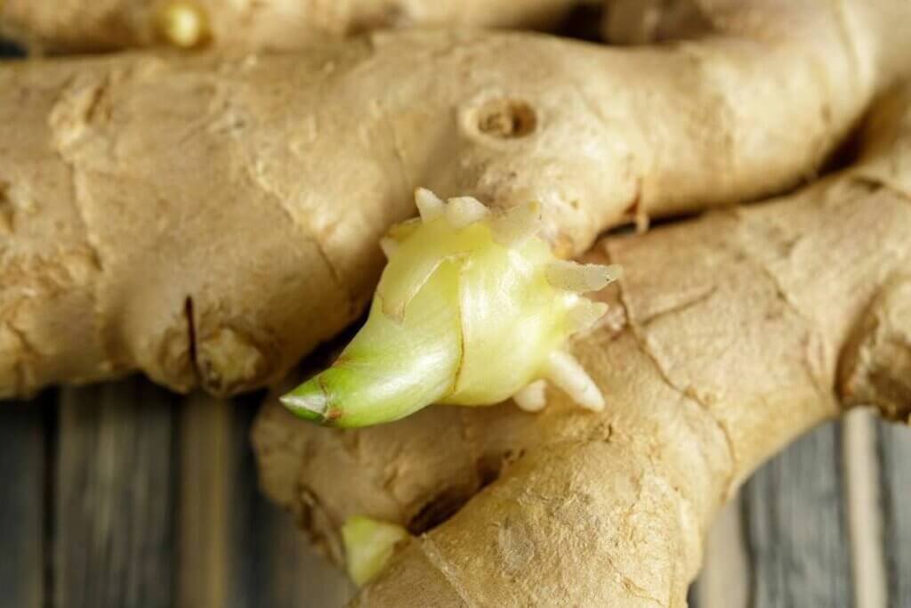 Comment faire pousser du Gingembre dans son jardin : Guide complet pour une culture bio réussie