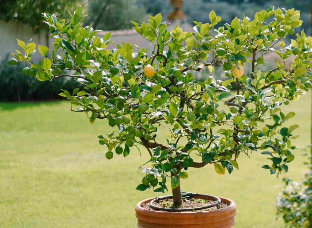 6 Petits Arbres Parfaits à Cultiver en Pot : Découvrez Votre Guide Complet